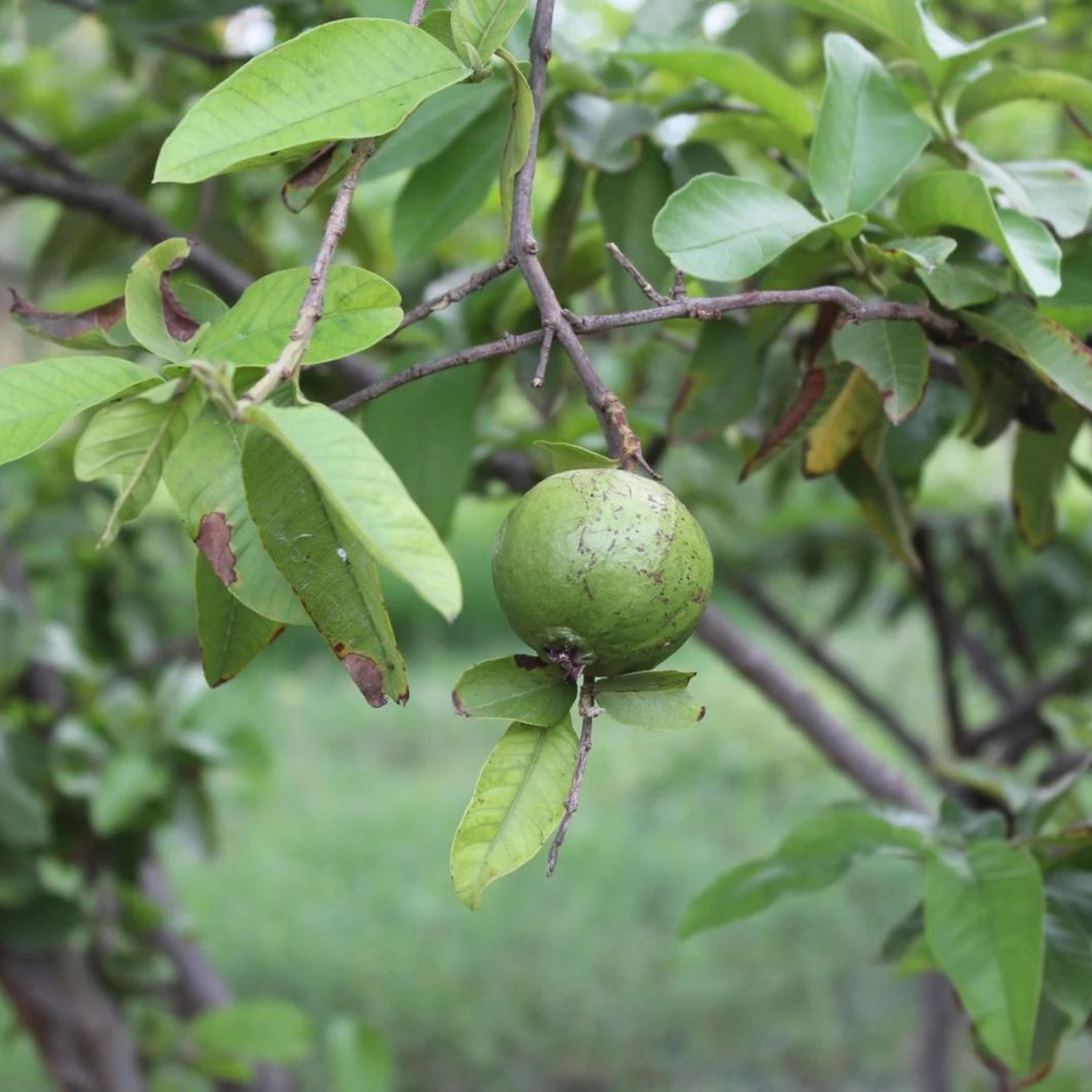 Guava Trees | Grafted for Superior Fruit Quality – Franco
